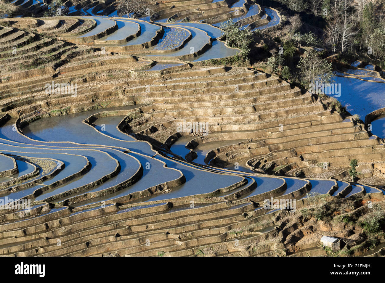 Curved rice terraces reflecting blue sky, Bada, Yuanyang County, Yunnan ...