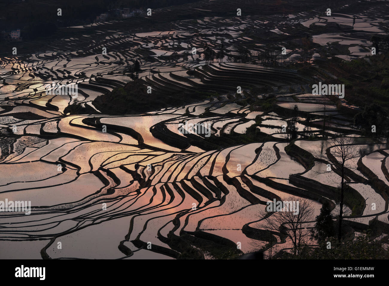 Rice terraces reflecting the sunrise, Duoyishu, Yuanyang County, Yunnan ...