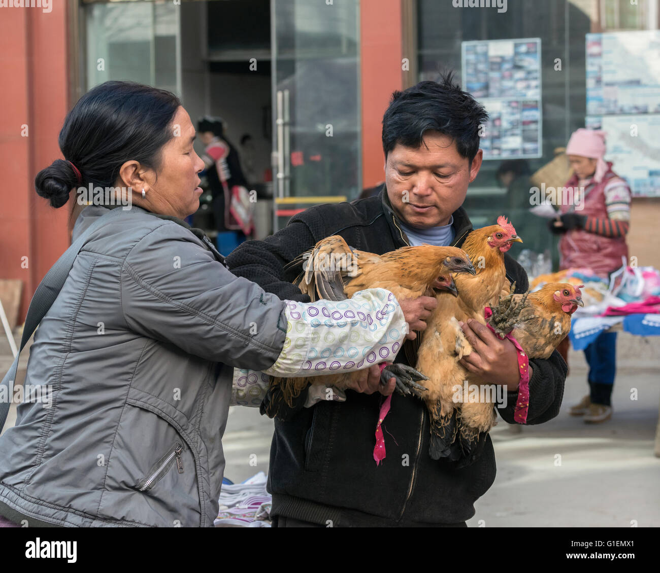 Man holding four live chickens hi-res stock photography and images - Alamy