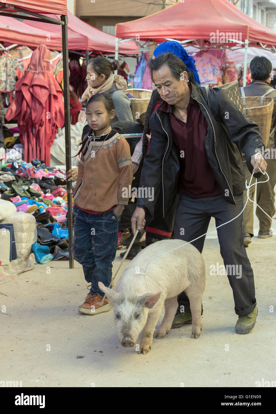 Pig on tether hi-res stock photography and images - Alamy