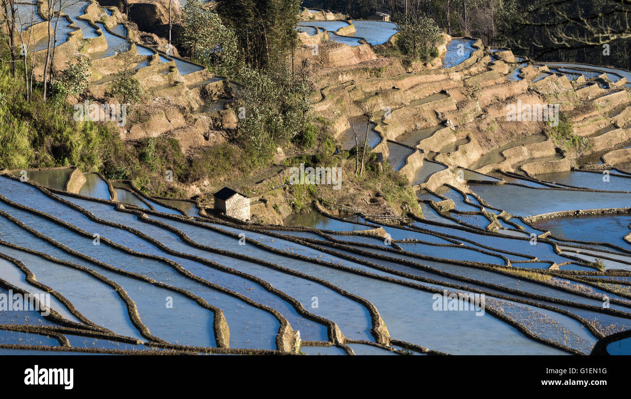 Rice terraces in the sun, Quanfuzhuang, Yuanyang County, Yunnan ...
