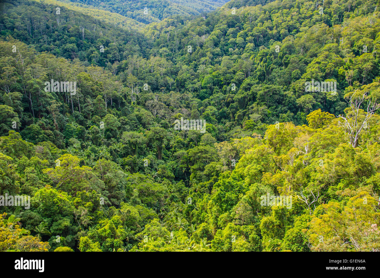 Springbrook national park hi-res stock photography and images - Alamy