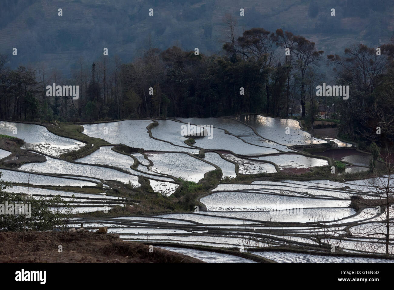 Qingkou Valley rice terraces in the early morning, Yuanyang, Yunnan ...