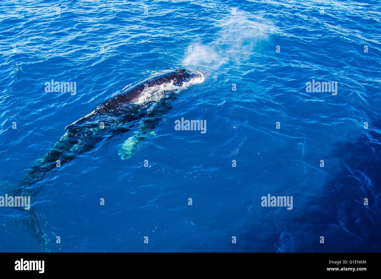 Queensland whale watching hi-res stock photography and images - Alamy