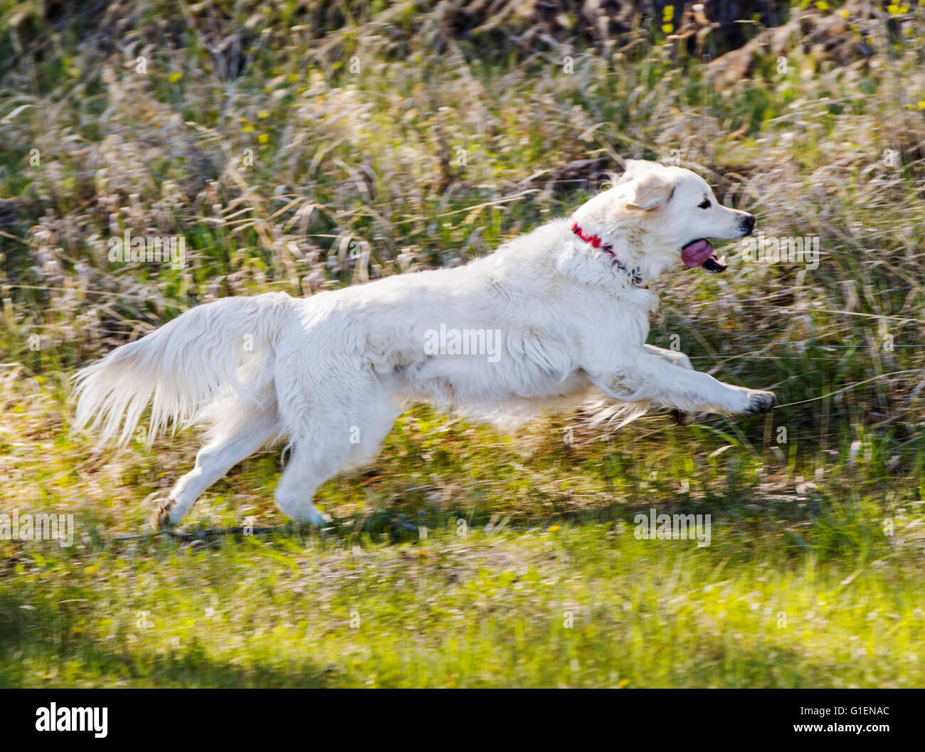Platinum golden retriever hi-res stock photography and images - Alamy