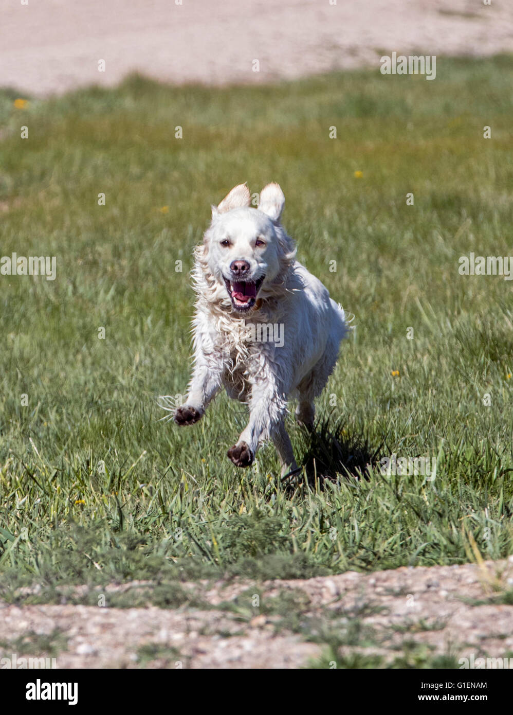 Platinum golden retriever hi-res stock photography and images - Alamy