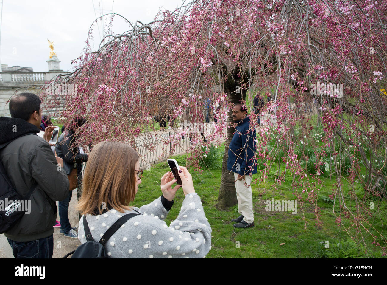 St James Park London in the spring, London UK Stock Photo - Alamy