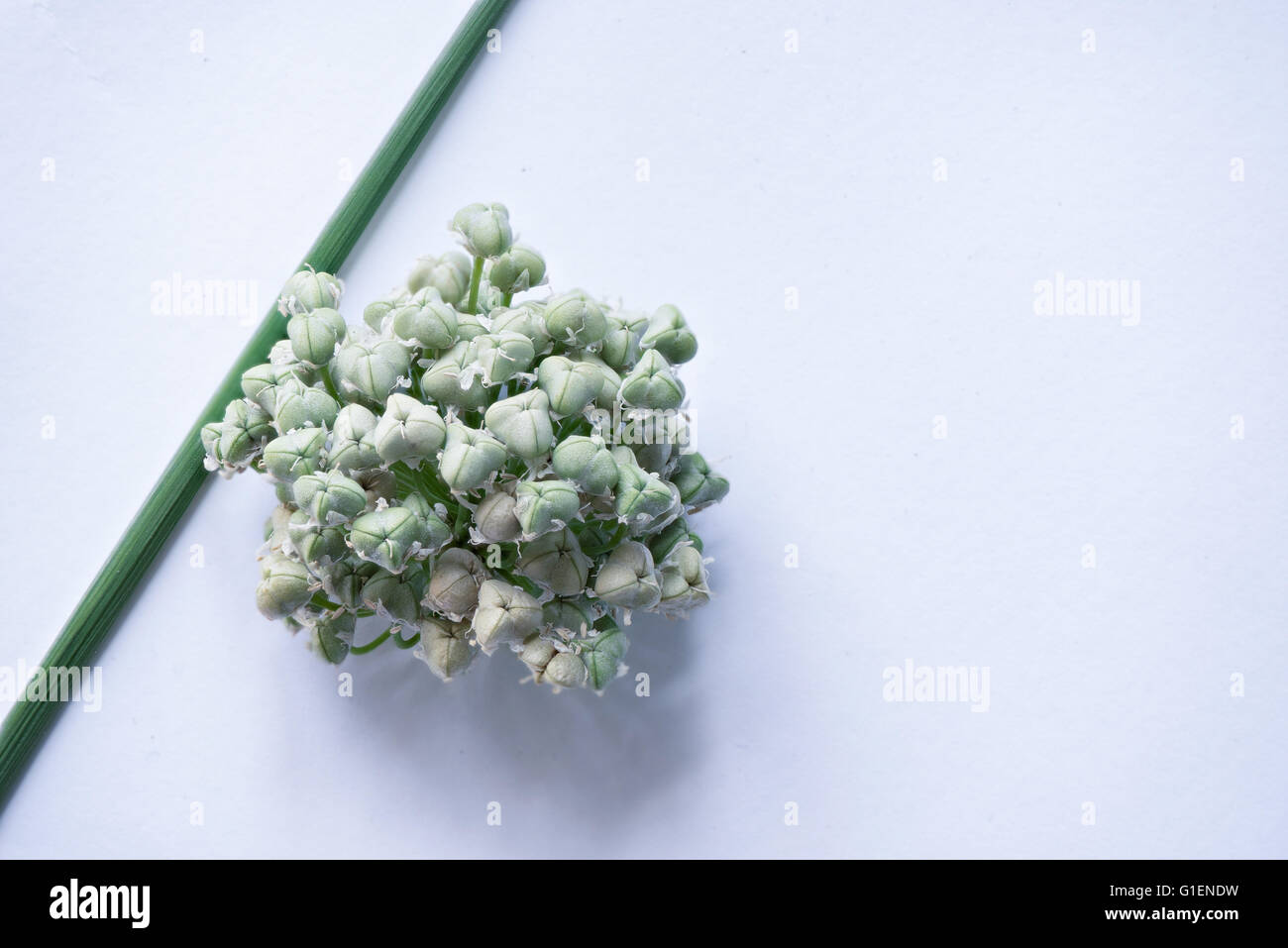 Spring onion flower turning to seeds Stock Photo - Alamy