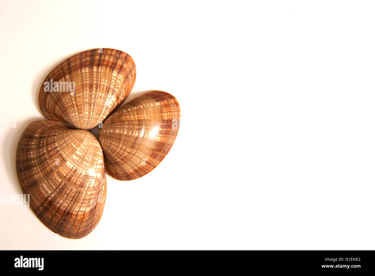 Three mollusc shells isolated against a white background Stock Photo ...