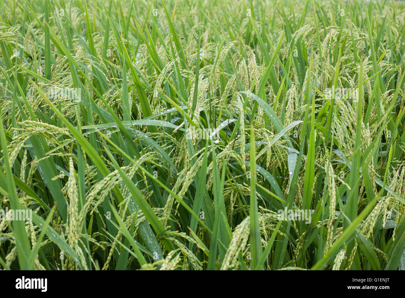 Close up rice fields Stock Photo - Alamy