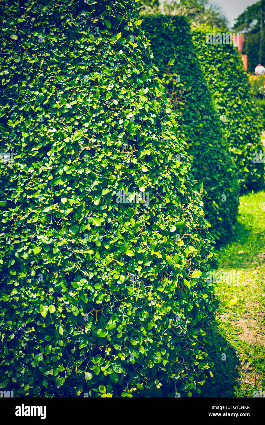 Green trees in a tropical garden, Thailand. Selective focus, toned ...