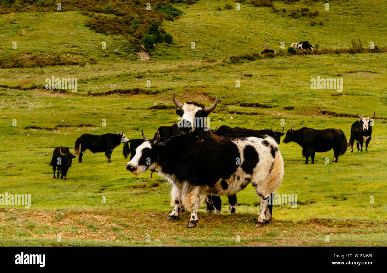 Tibet yak herd hi-res stock photography and images - Alamy