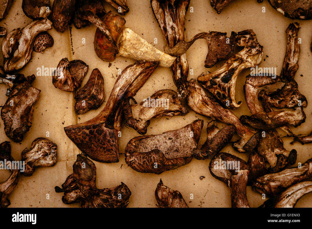 Matsutake mushroom hi-res stock photography and images - Alamy