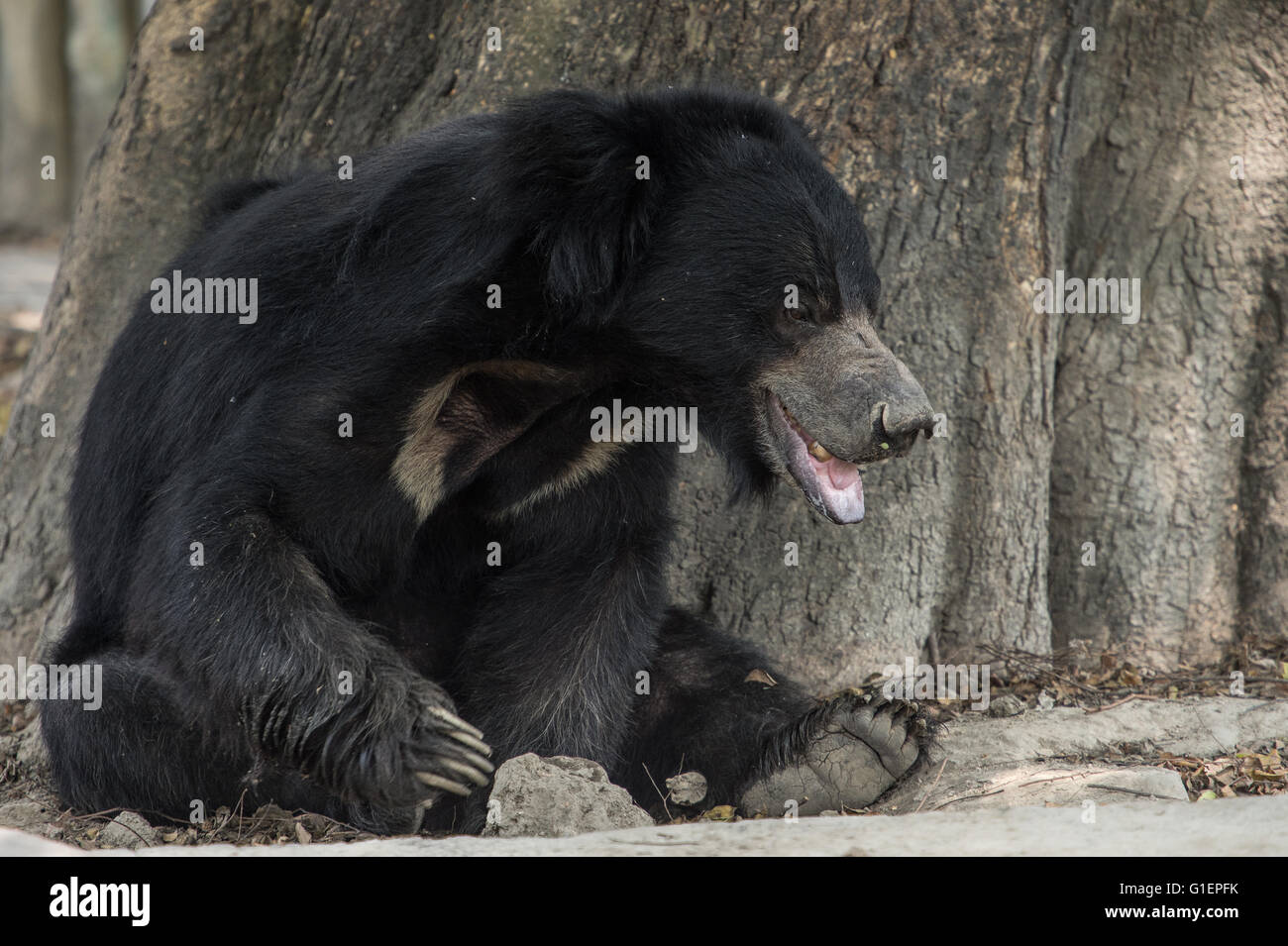 Loth bear, Melursus ursinus, Ursidae, Asia Stock Photo - Alamy