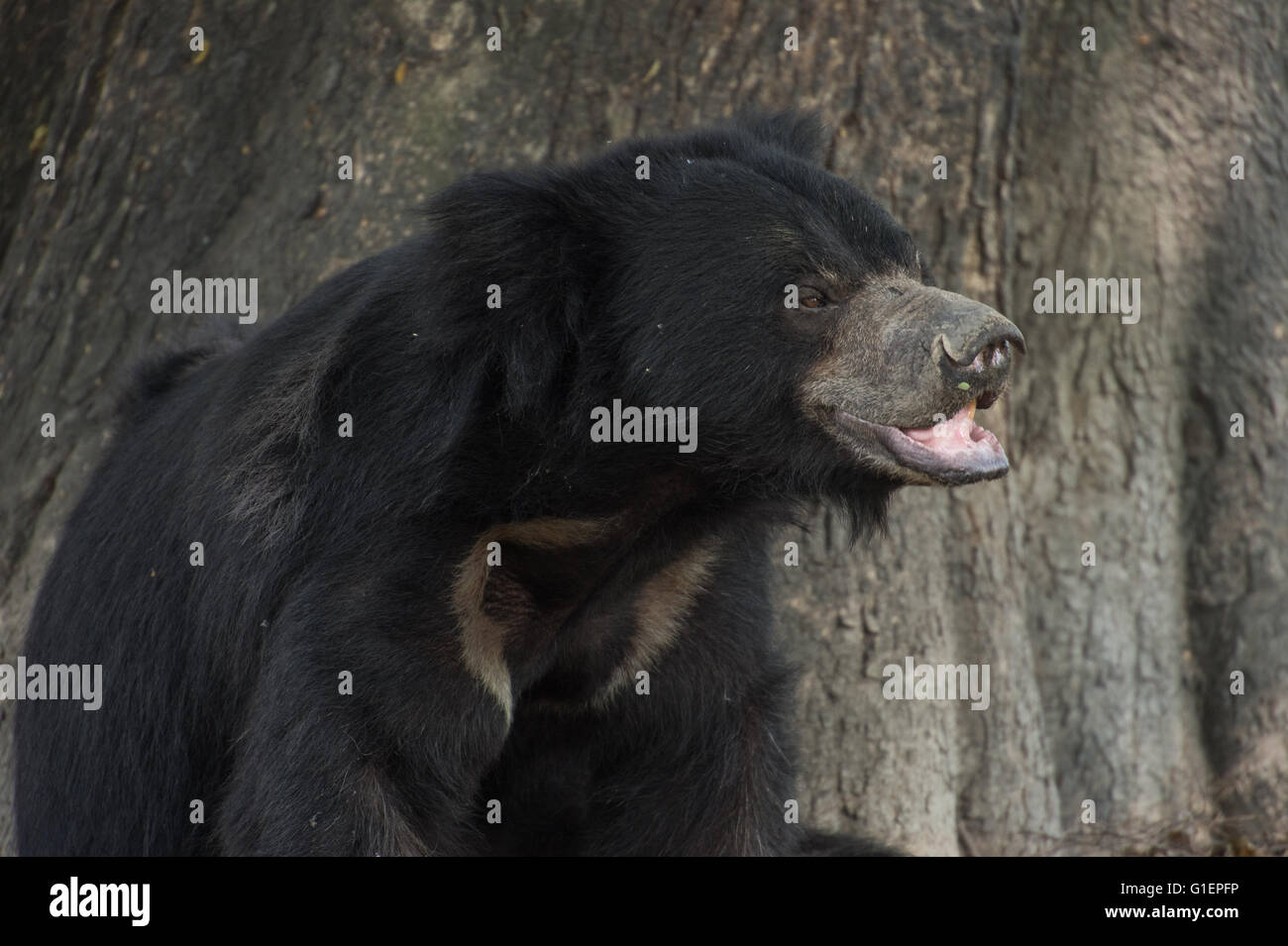 Melursus ursinus hi-res stock photography and images - Alamy