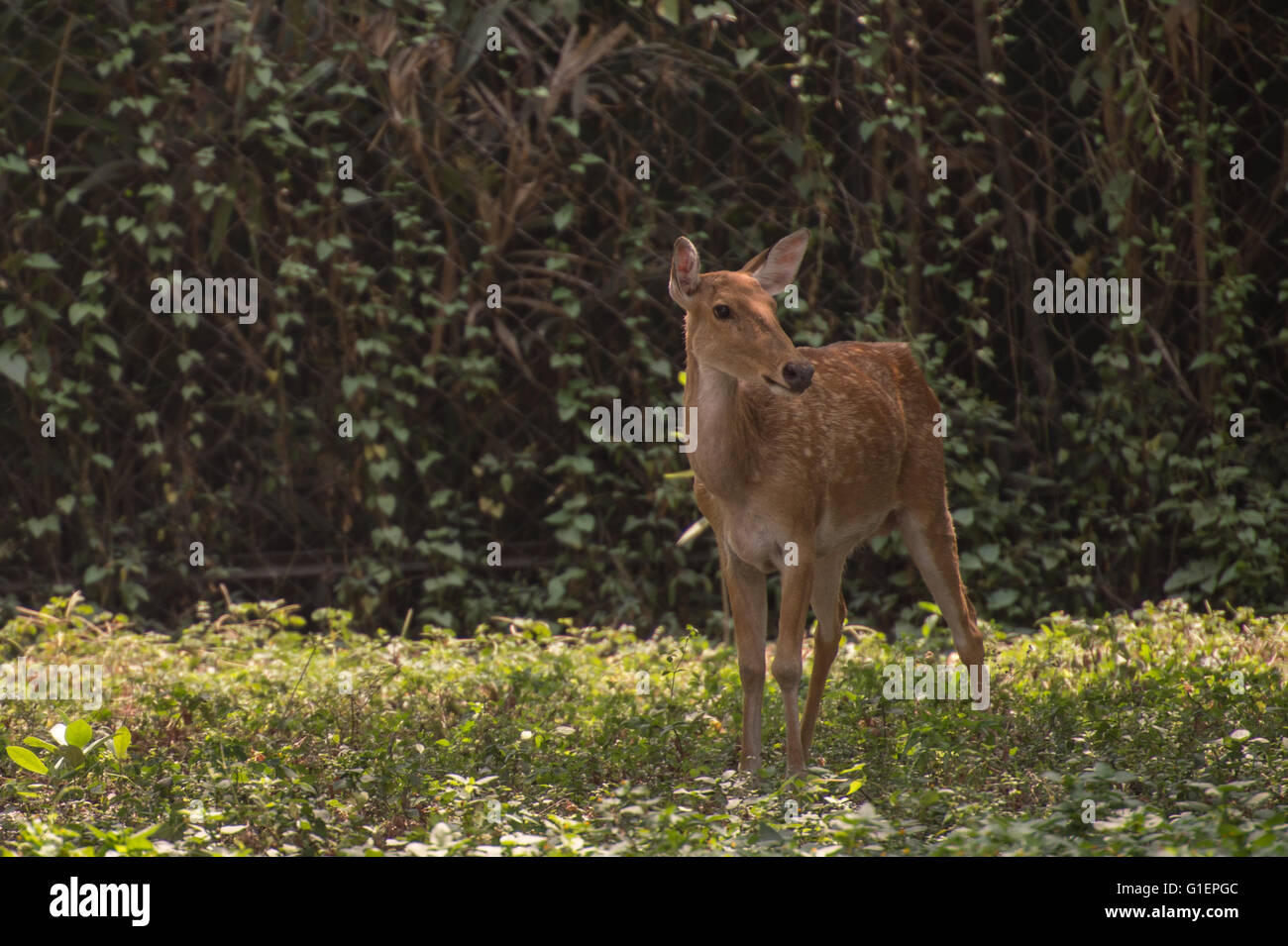 Barasingha hi-res stock photography and images - Alamy