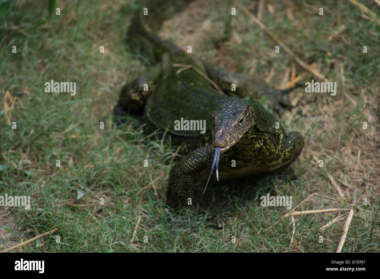 Lizard monitor, Varanus salvator, Varanidae, Asia Roberto Stock Photo ...