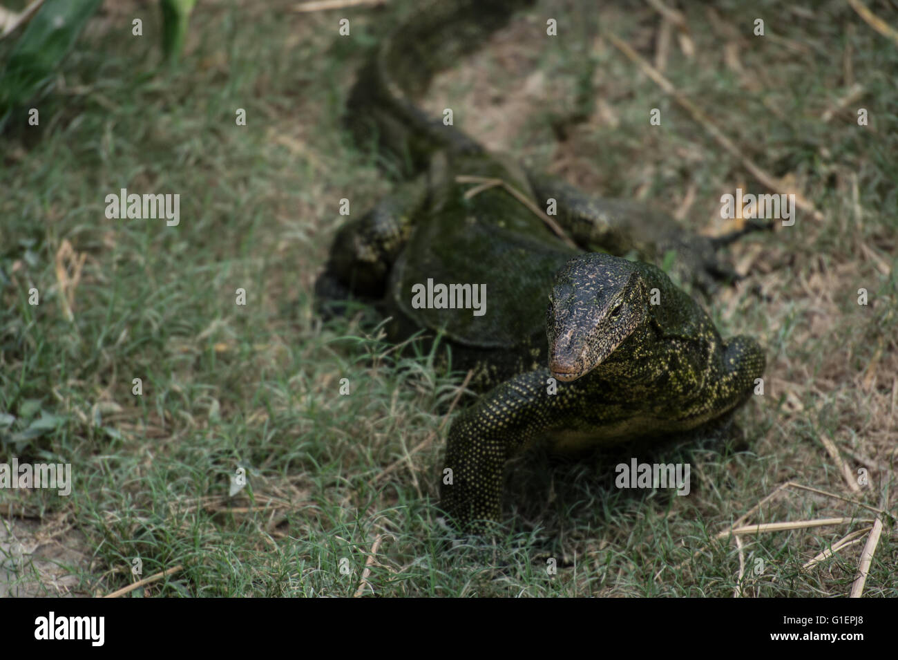 Lizard monitor, Varanus salvator, Varanidae, Asia Roberto Stock Photo ...