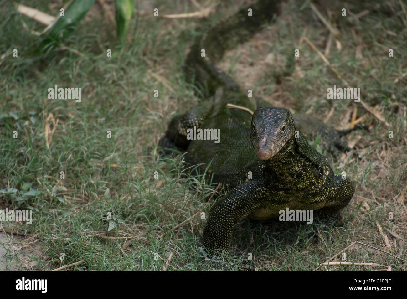 Lizard monitor, Varanus salvator, Varanidae, Asia Roberto Stock Photo ...