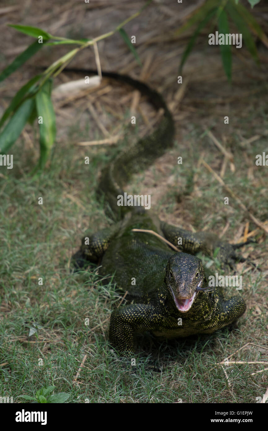 Lizard monitor, Varanus salvator, Varanidae, Asia Stock Photo - Alamy