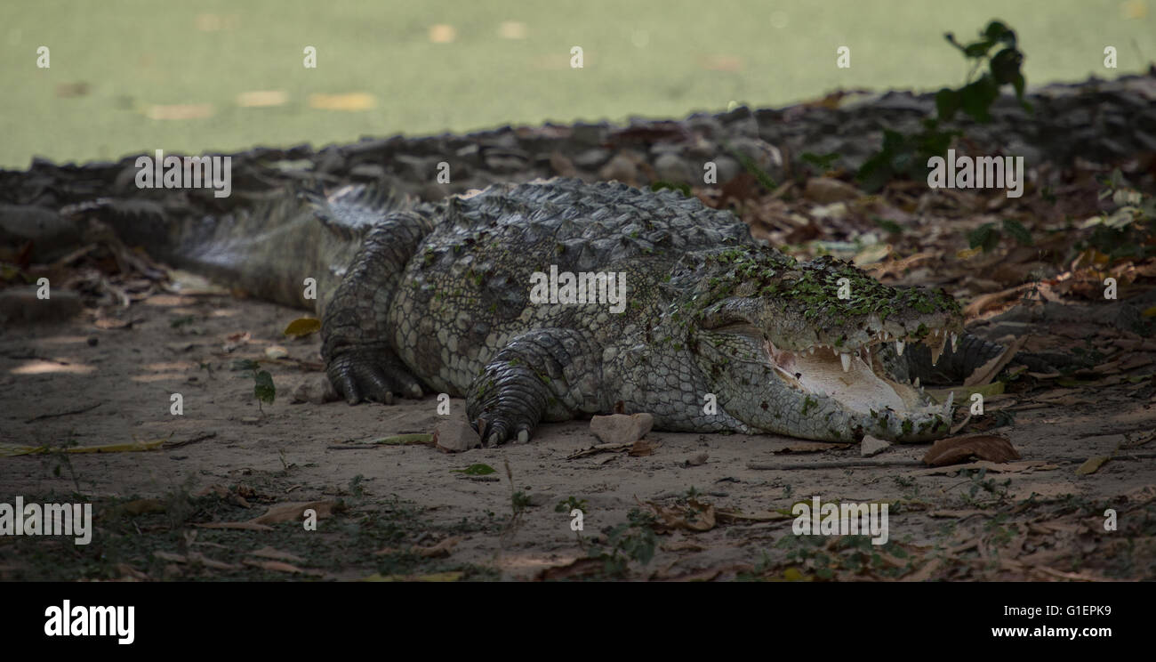 Crocodylus Palustris High Resolution Stock Photography and Images - Alamy