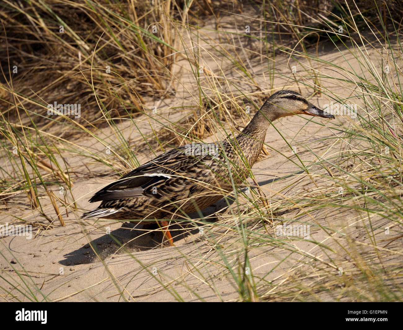 A duck enjoying the sunshine in Ainsdale Merseyside Stock Photo - Alamy
