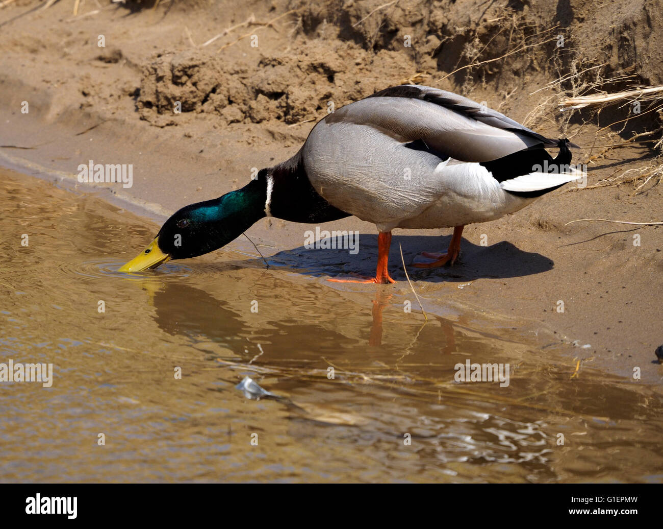 A duck enjoying the sunshine in Ainsdale Merseyside Stock Photo - Alamy