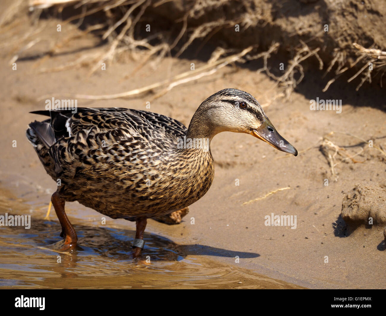 A duck enjoying the sunshine in Ainsdale Merseyside Stock Photo - Alamy