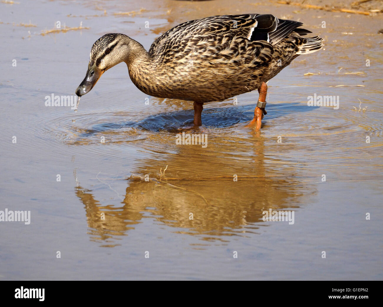 A duck enjoying the sunshine in Ainsdale Merseyside Stock Photo - Alamy