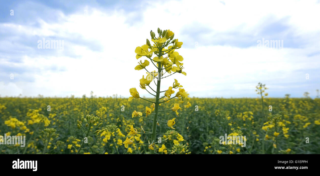 Rapeseed field.Brassica napus.rape oilseed rapa rappi canola member of ...