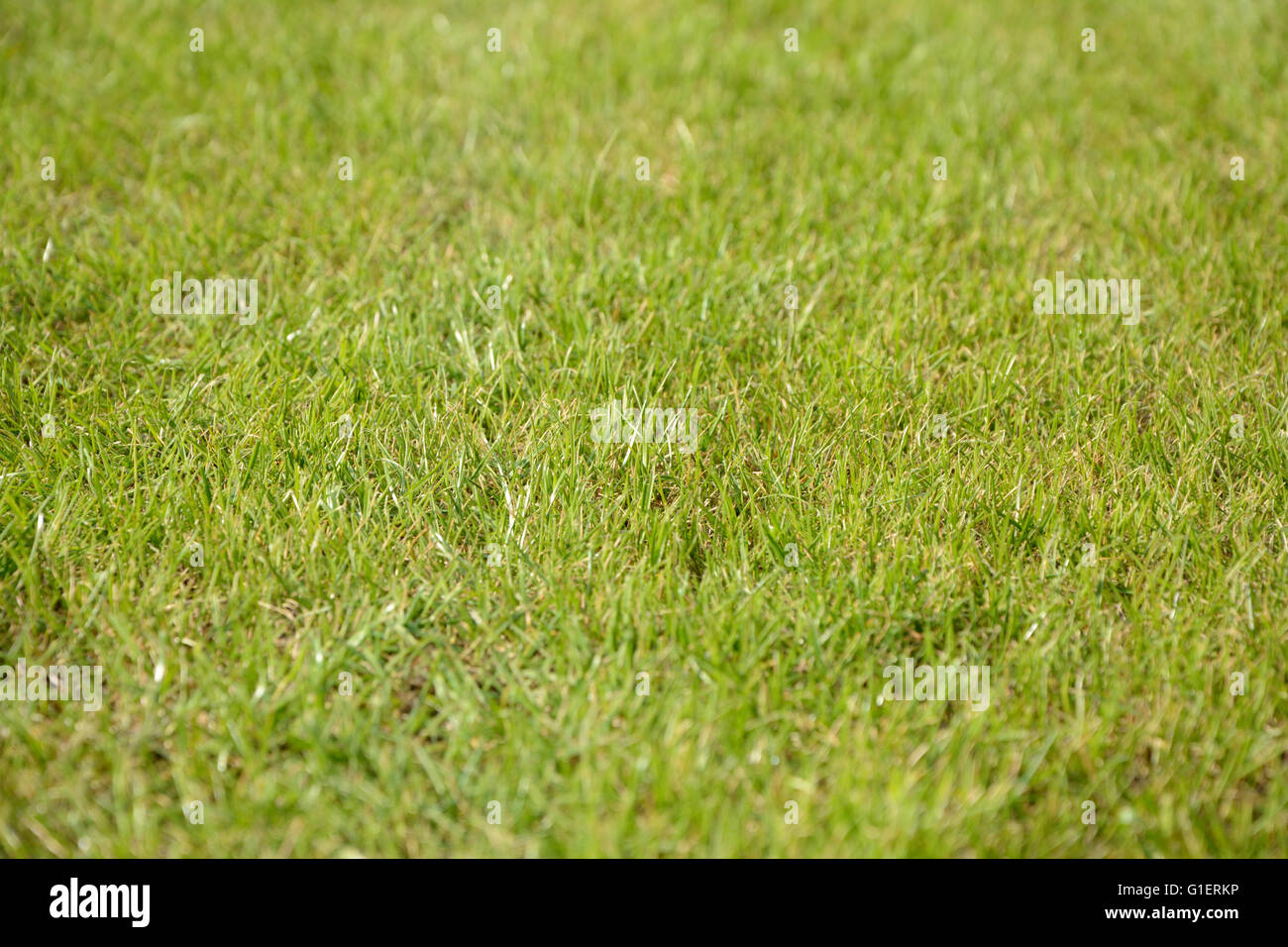 Photo of lawn with blurred foreground and background. Shallow depth of ...