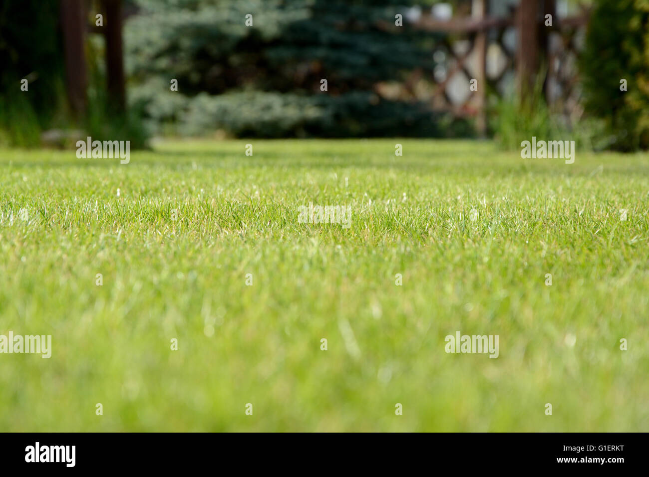 Photo of lawn with blurred foreground and background. Shallow depth of ...