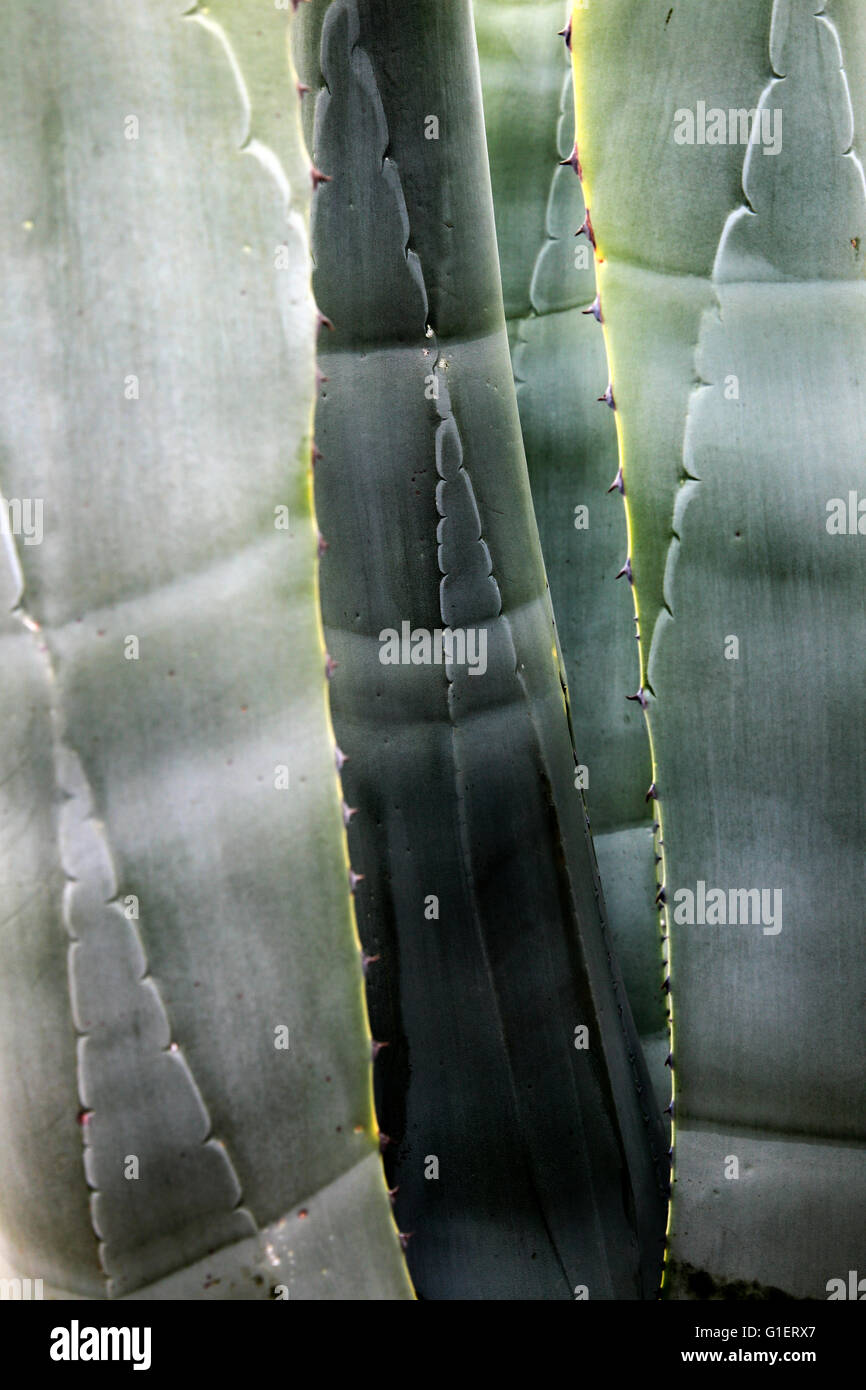 Agave leaves pattern hi-res stock photography and images - Alamy