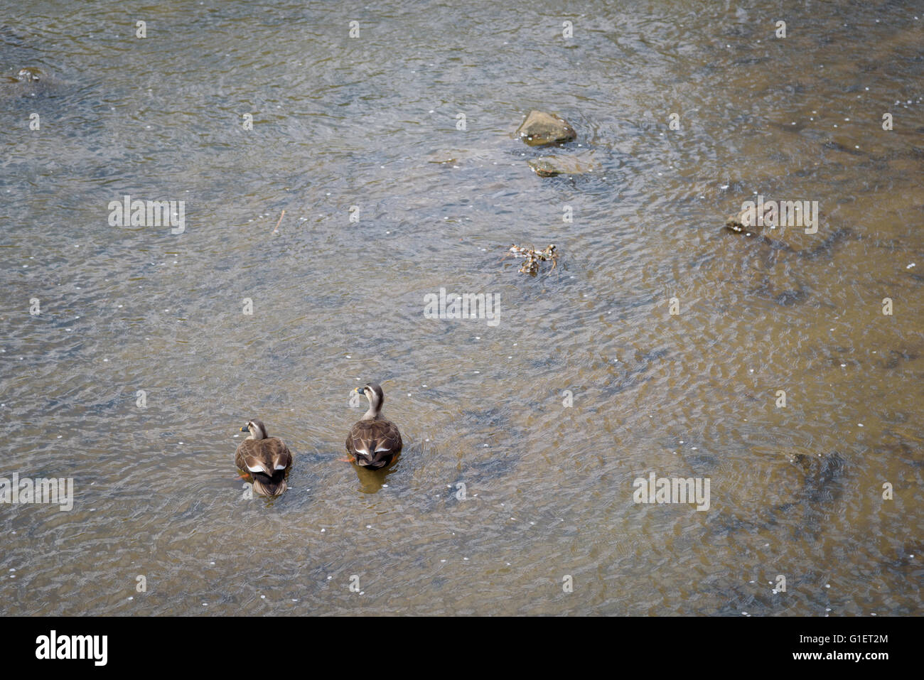 wild duck in cherry blossoms river,Japan Stock Photo - Alamy