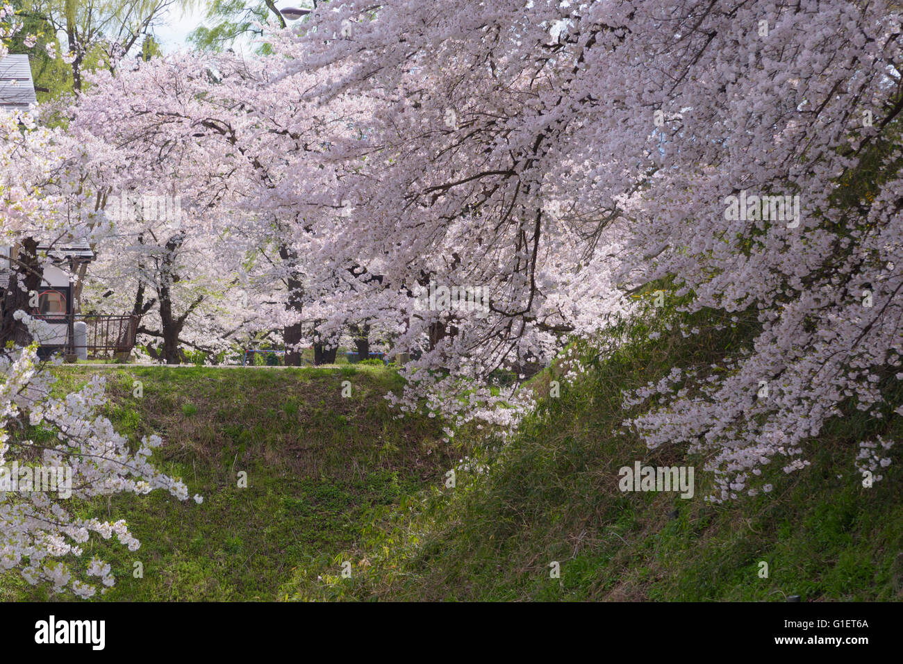 spring Cherry blossoms Stock Photo - Alamy