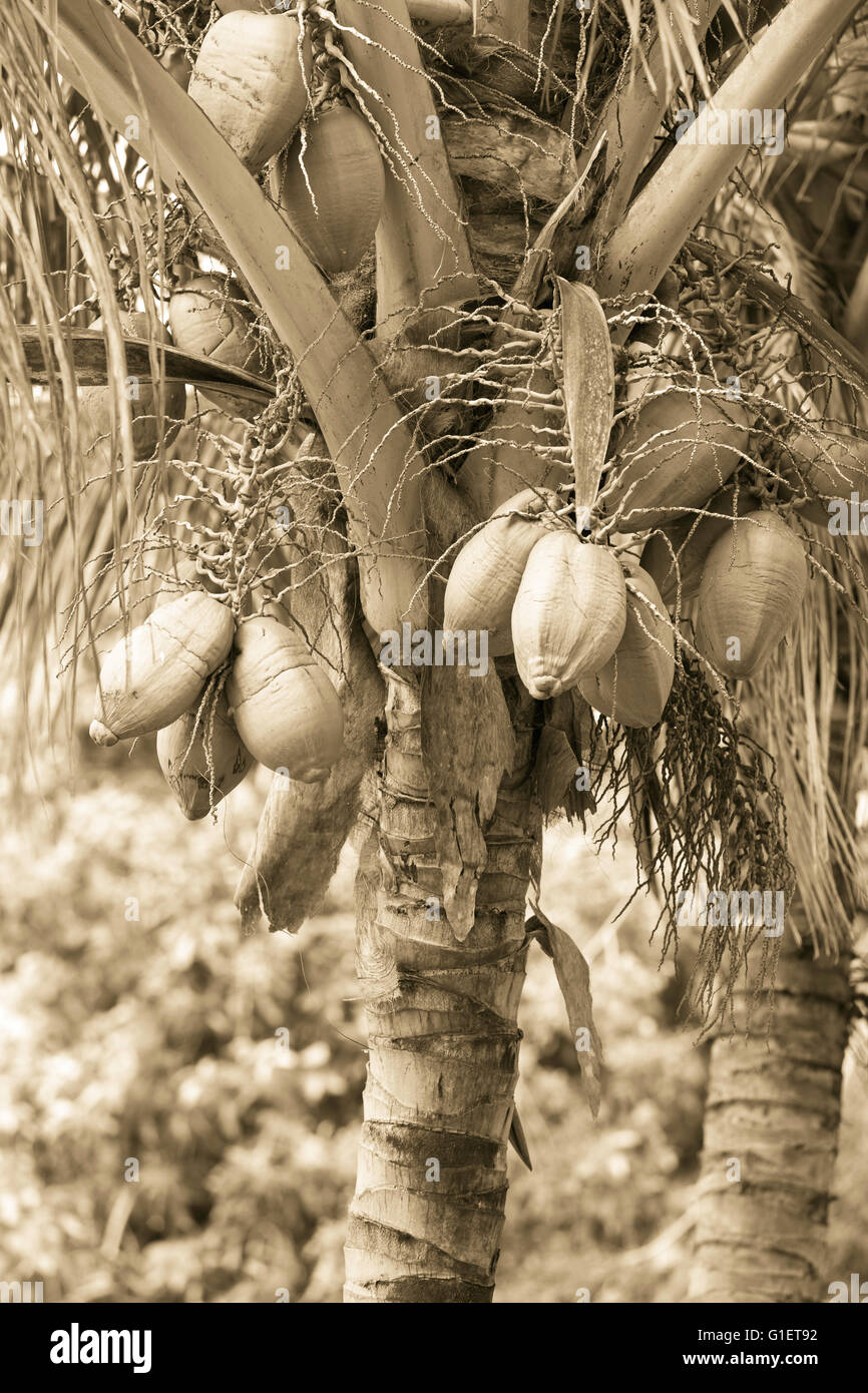 Big Island, coconut tree and coconuts Stock Photo - Alamy