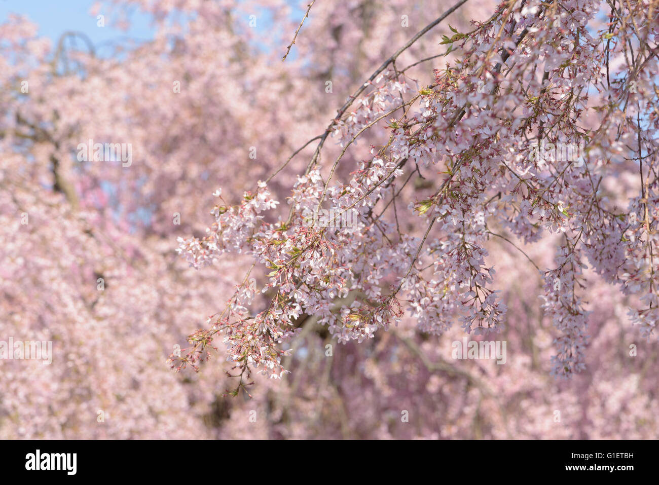 Spring cherry blossom,Japan Stock Photo - Alamy