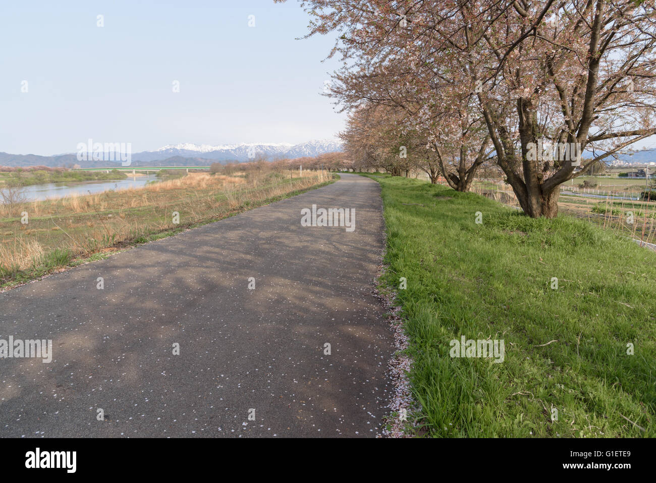 Path way and Cherry blossoms tree Stock Photo - Alamy