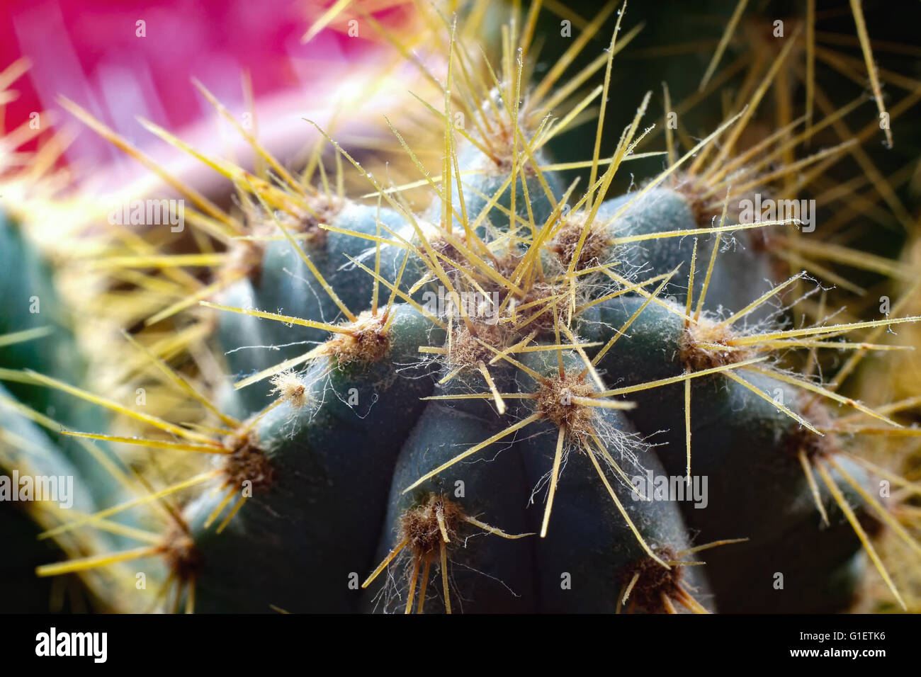 Spines of a cactus hi-res stock photography and images - Alamy