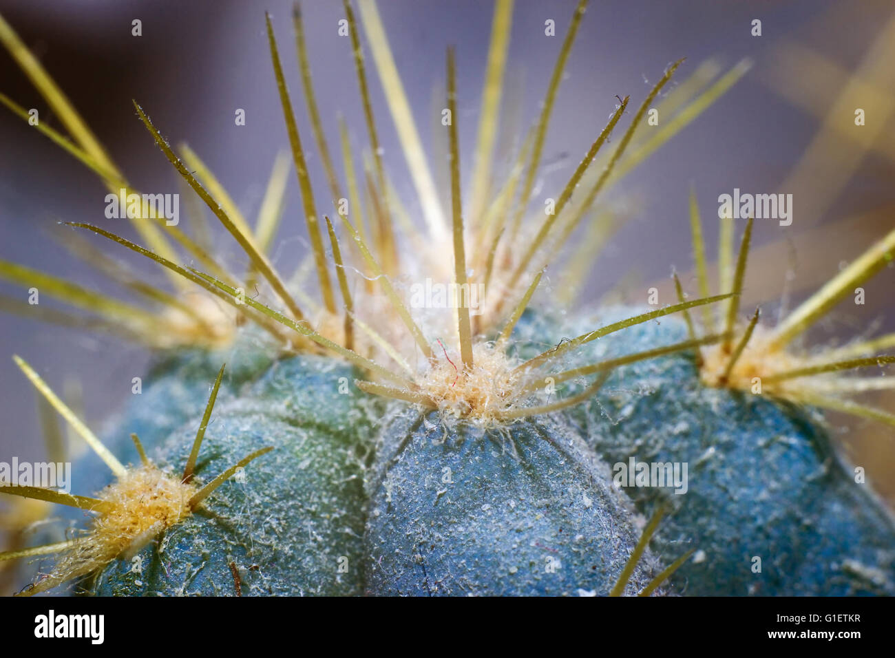 Spines of a cactus hi-res stock photography and images - Alamy