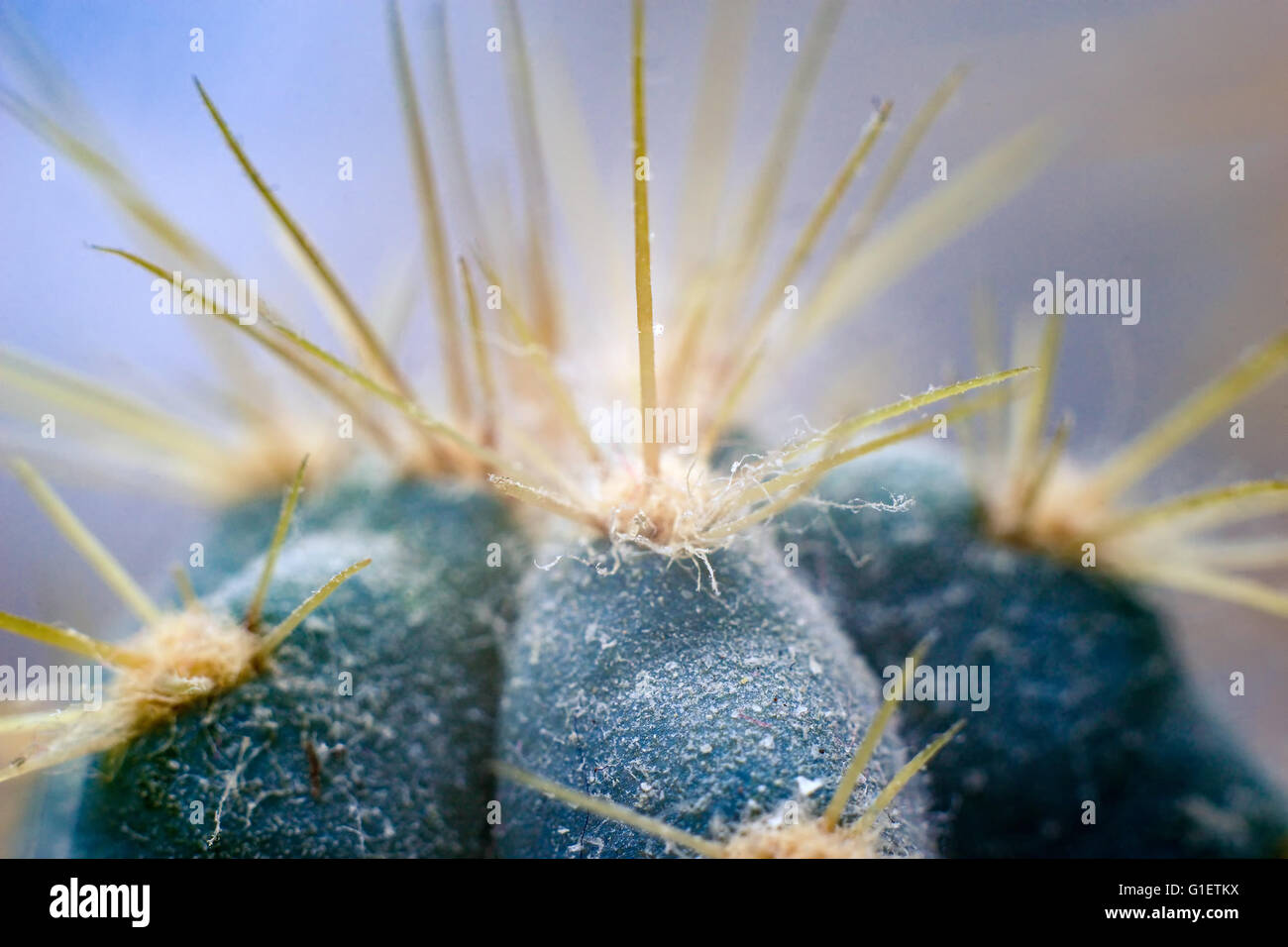 Spines of a cactus hi-res stock photography and images - Alamy