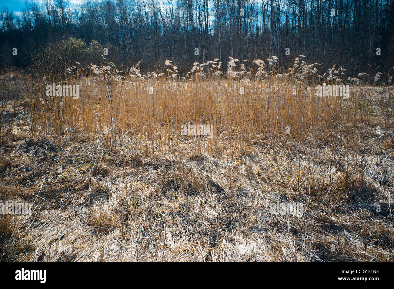 Dry Feather grass in a clearing in the woods Stock Photo - Alamy