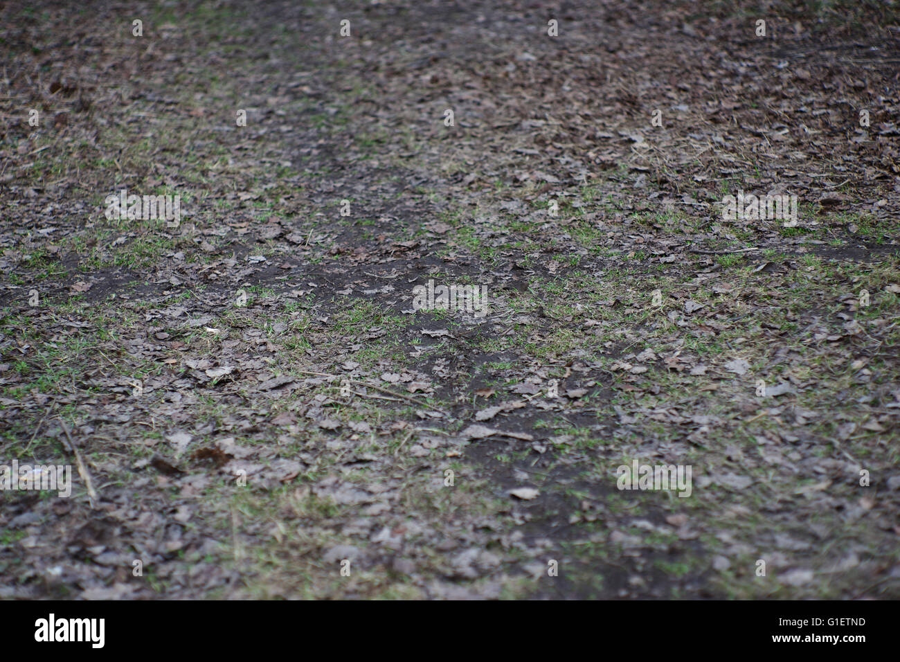 Forest trail(path) backgrounds Stock Photo - Alamy