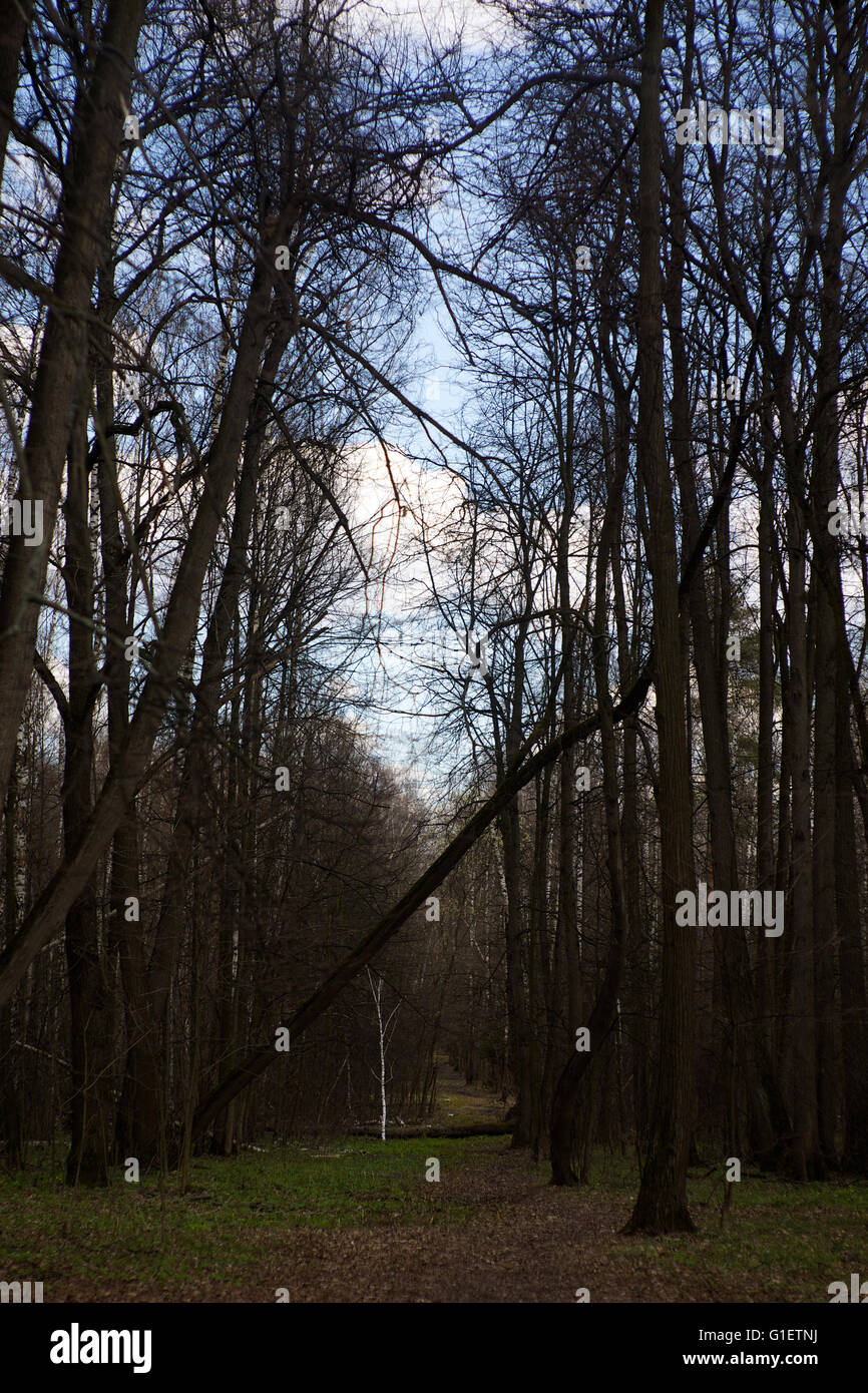The roots of a fallen tree in a mixed forest Stock Photo - Alamy