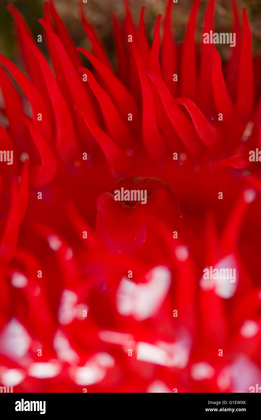 Sea anemone reproduction hi-res stock photography and images - Alamy