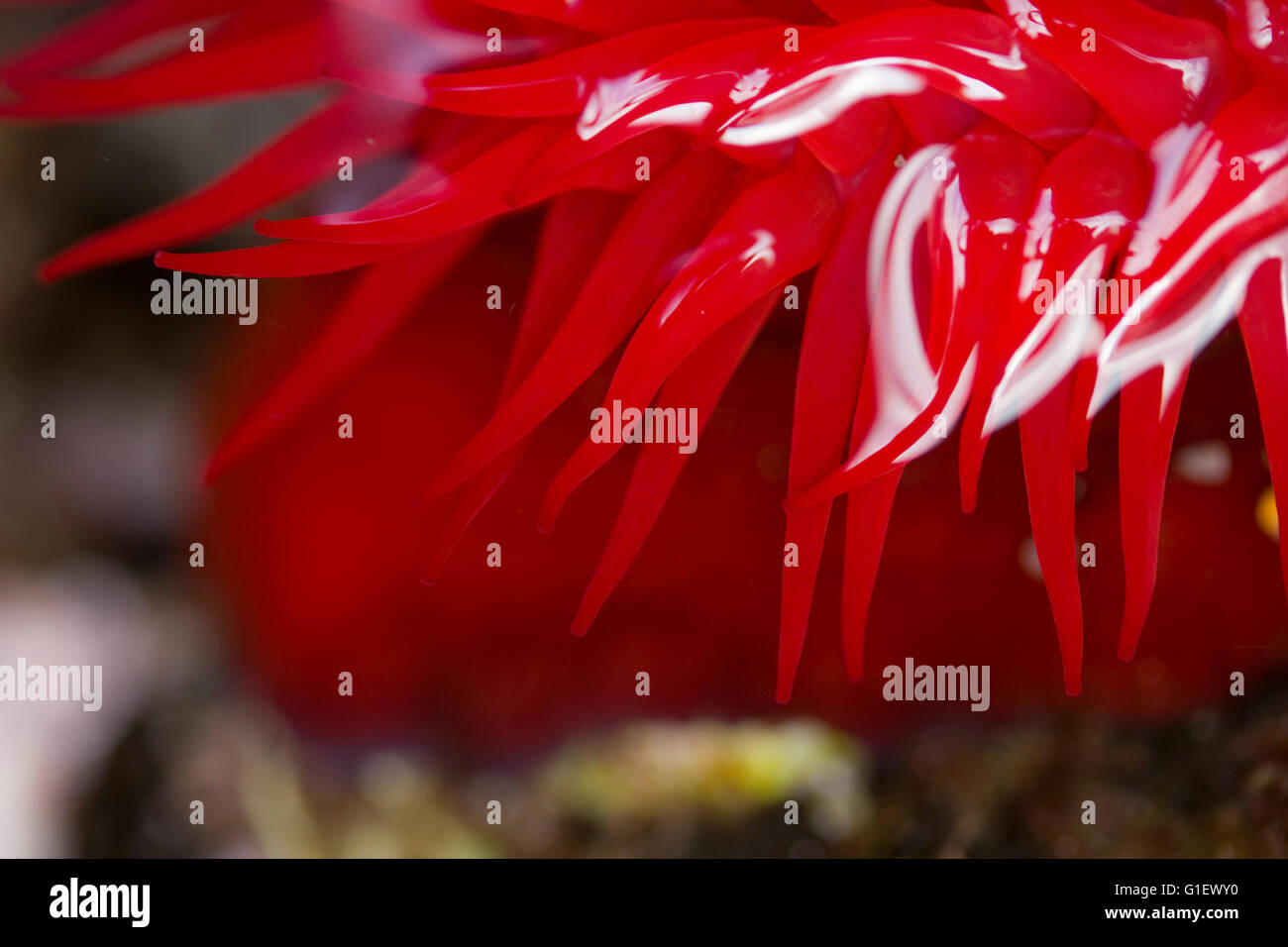 Sea anemone reproduction hi-res stock photography and images - Alamy