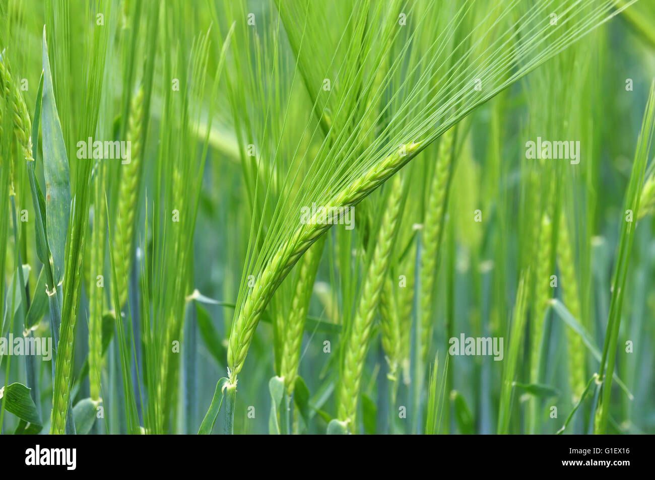 Close up photo of barley growing in a field Stock Photo - Alamy