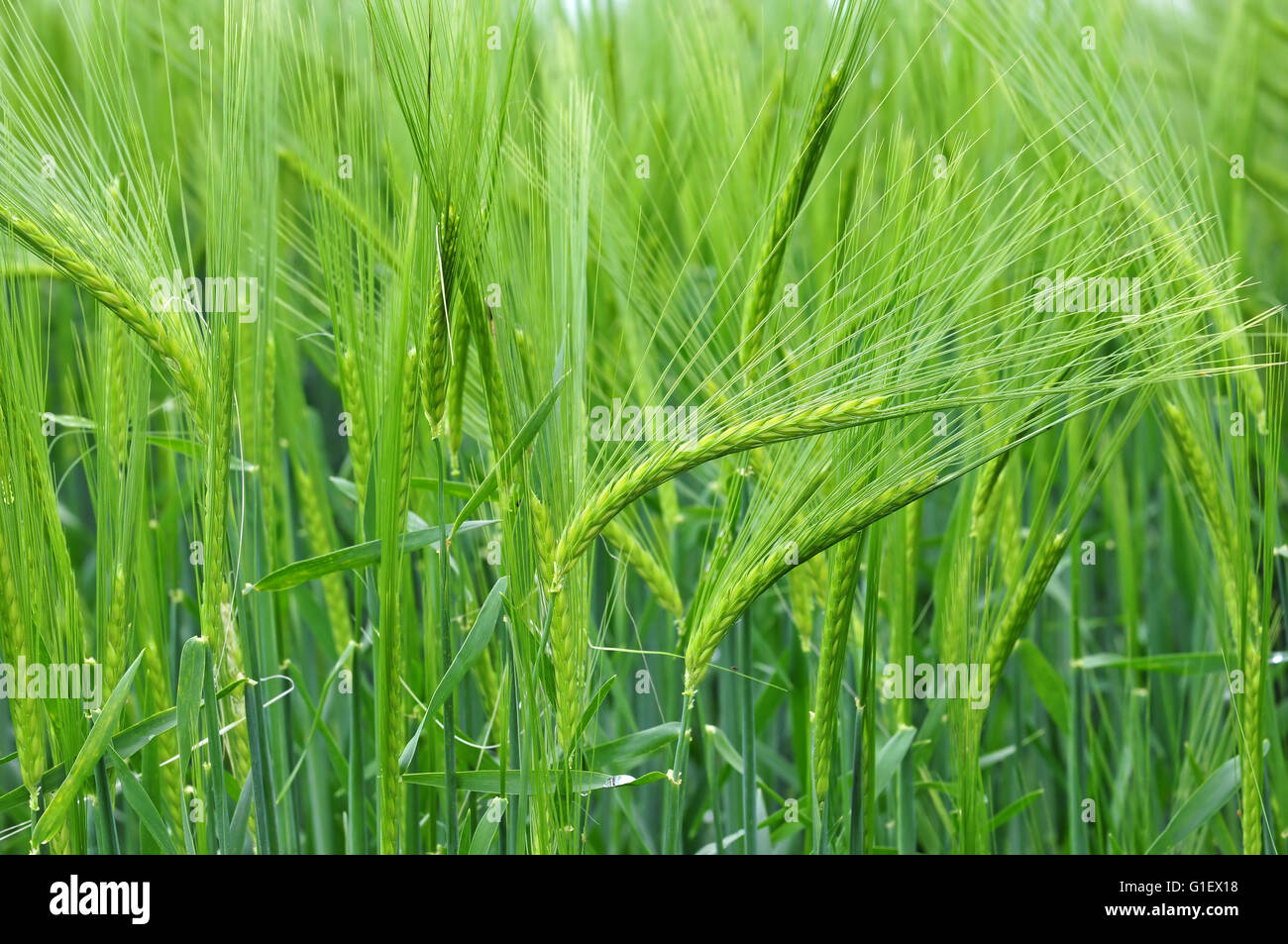 Field of barley, close up view Stock Photo - Alamy