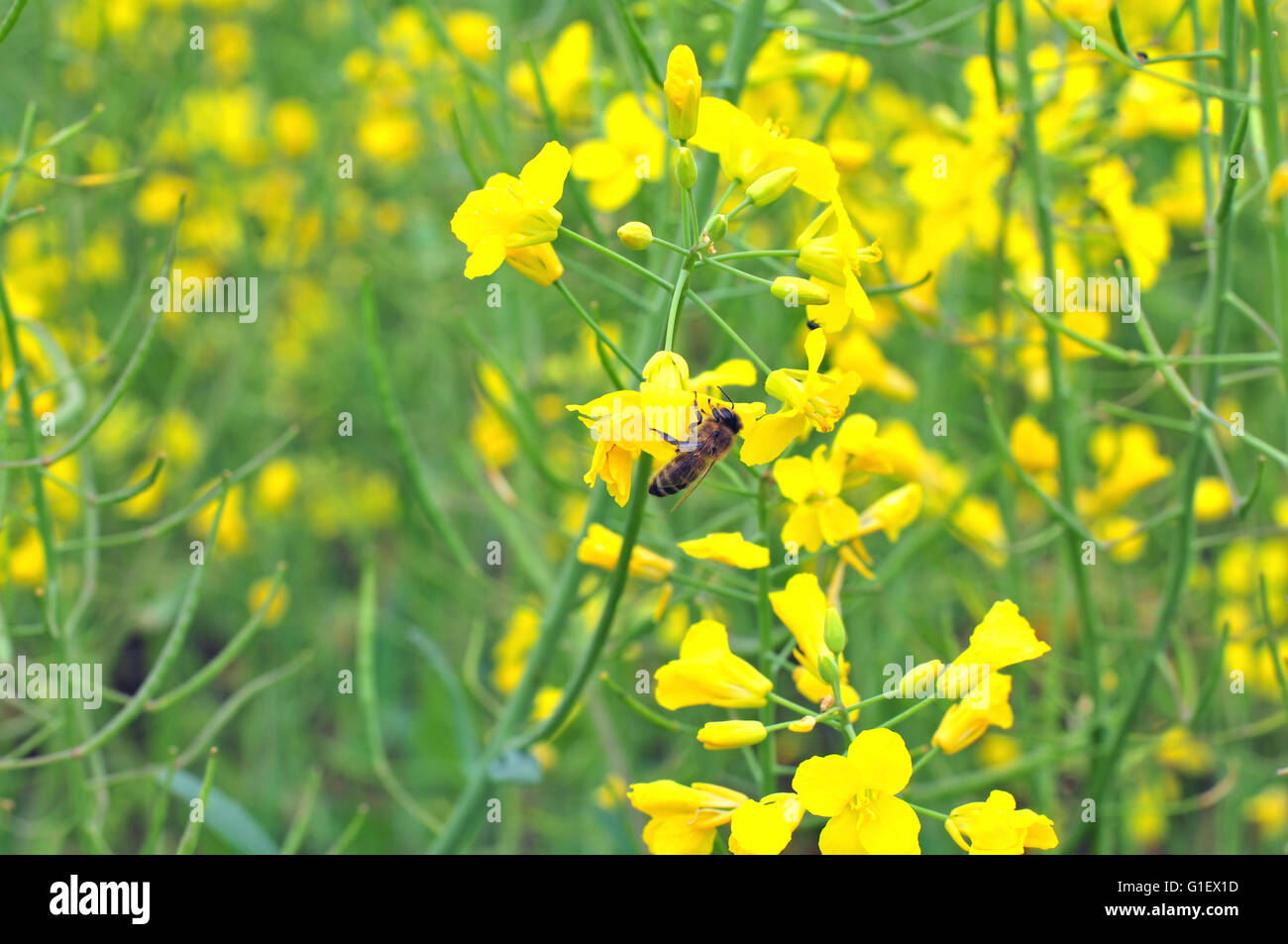Bee collecting pollen from yellow rapeseed blossom Stock Photo - Alamy