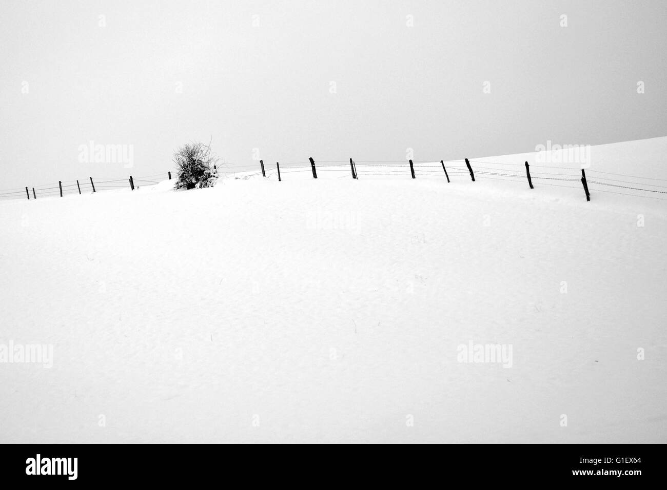 Minimal tree landscape background hi-res stock photography and images ...